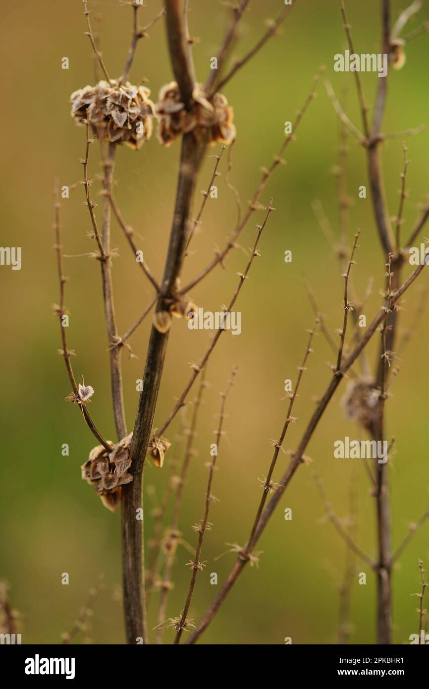 Dry plant with thin branches growing in the field Stock Photo - Alamy