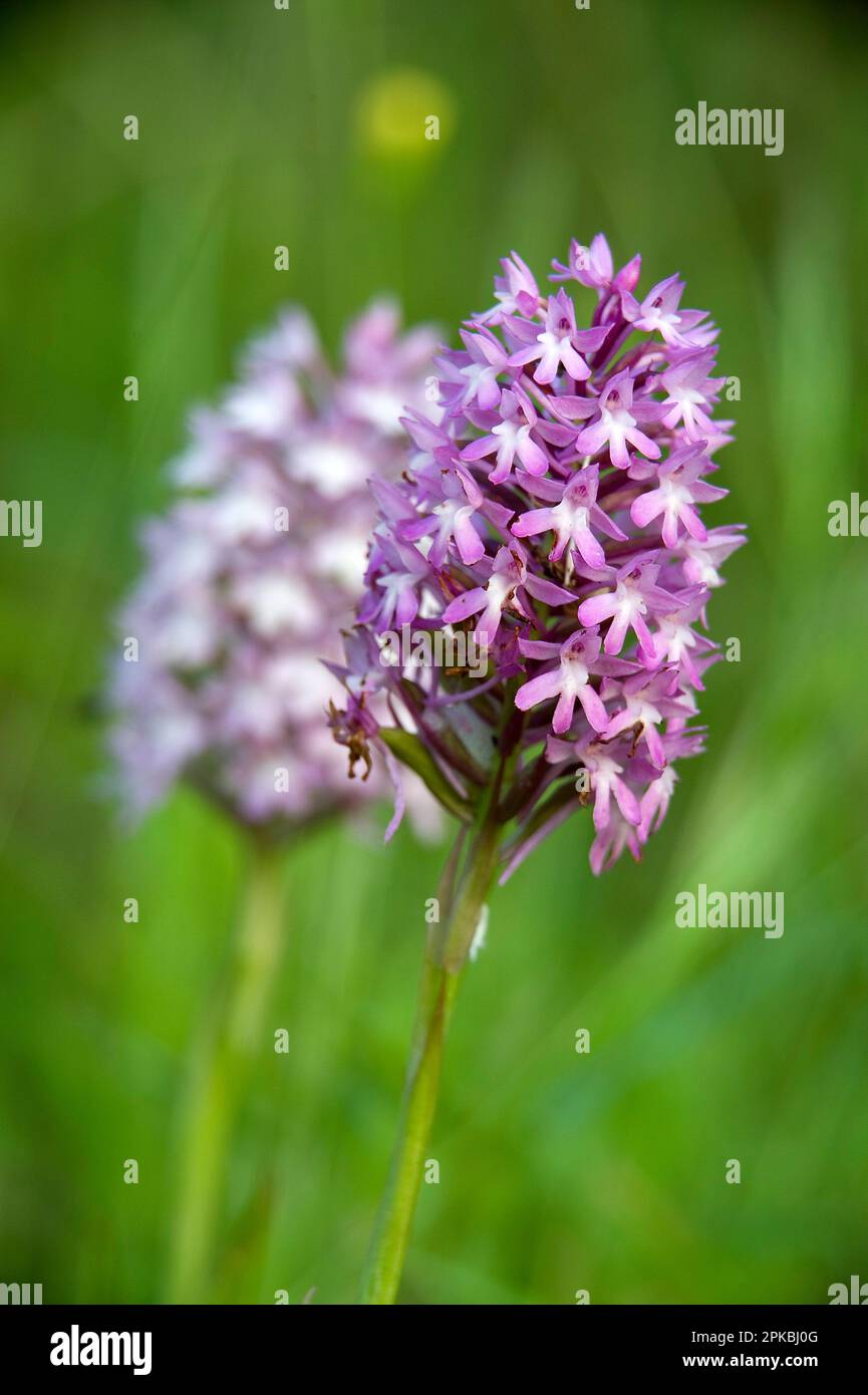 Orchidea. Orchis pyramidalis. Nurra, SS, Sardegna, Italy Stock Photo ...