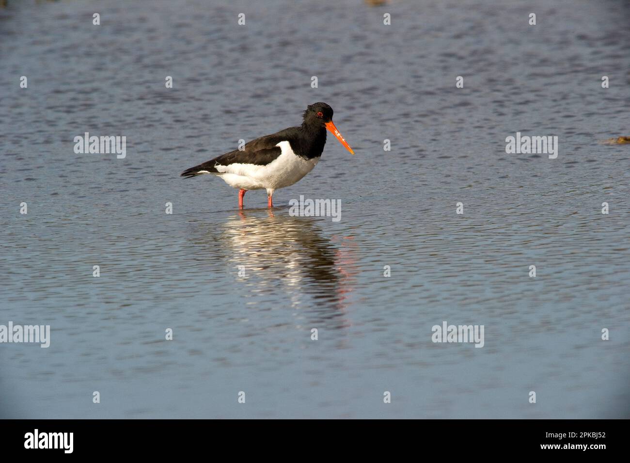 Ss mare hi-res stock photography and images - Alamy