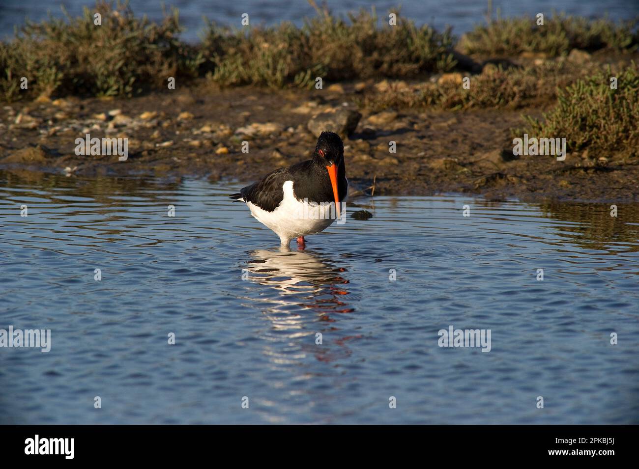 Ss mare hi-res stock photography and images - Alamy