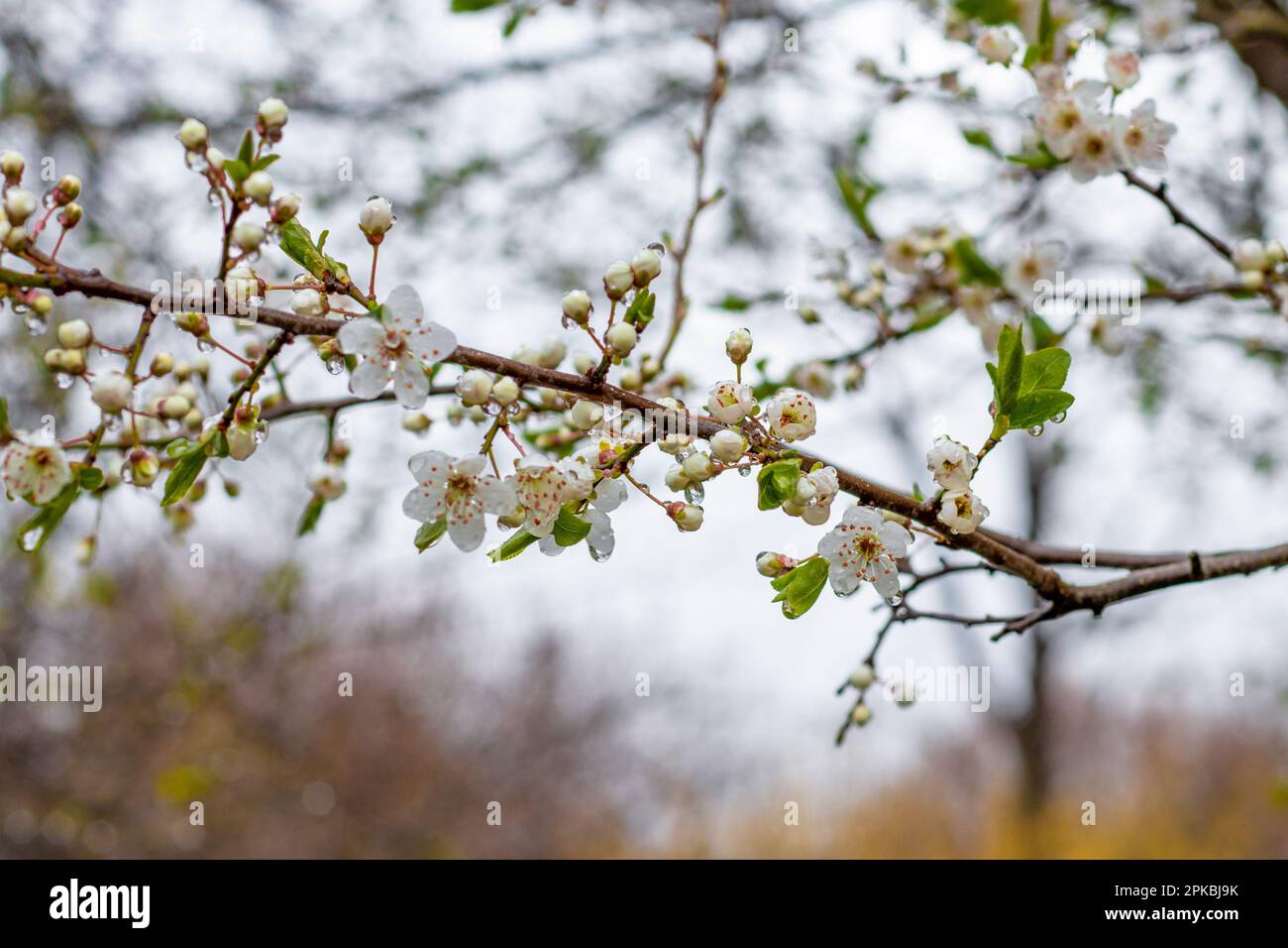 The fruit trees blossom and rain brings new life to nature Stock Photo ...