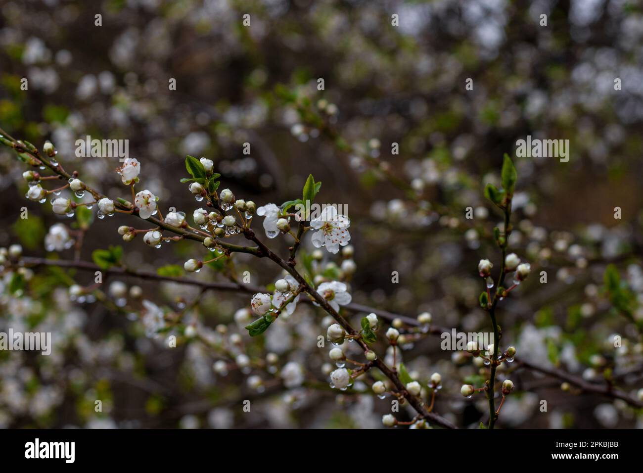 The fruit trees blossom and rain brings new life to nature Stock Photo ...