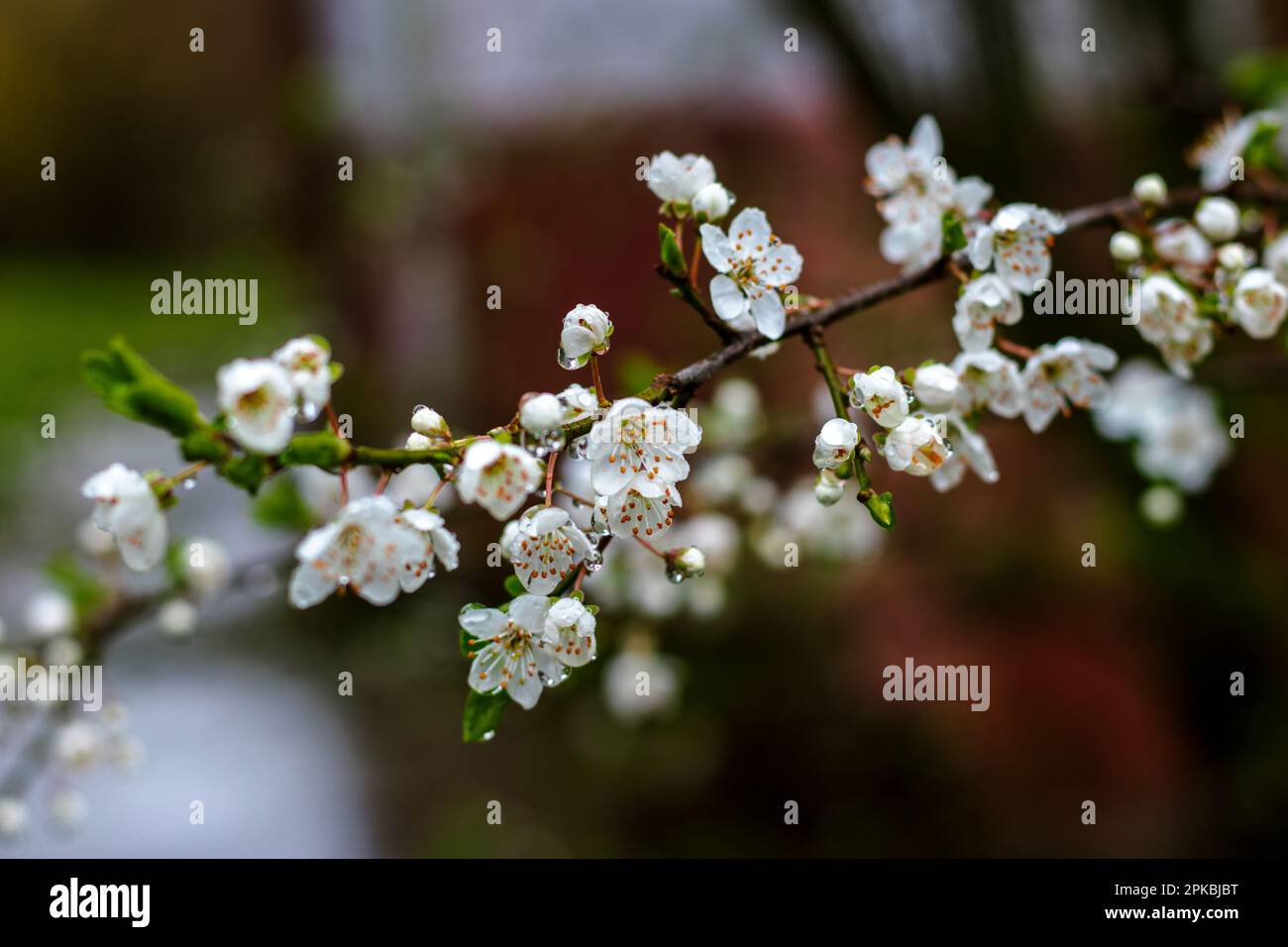 The fruit trees blossom and rain brings new life to nature Stock Photo ...