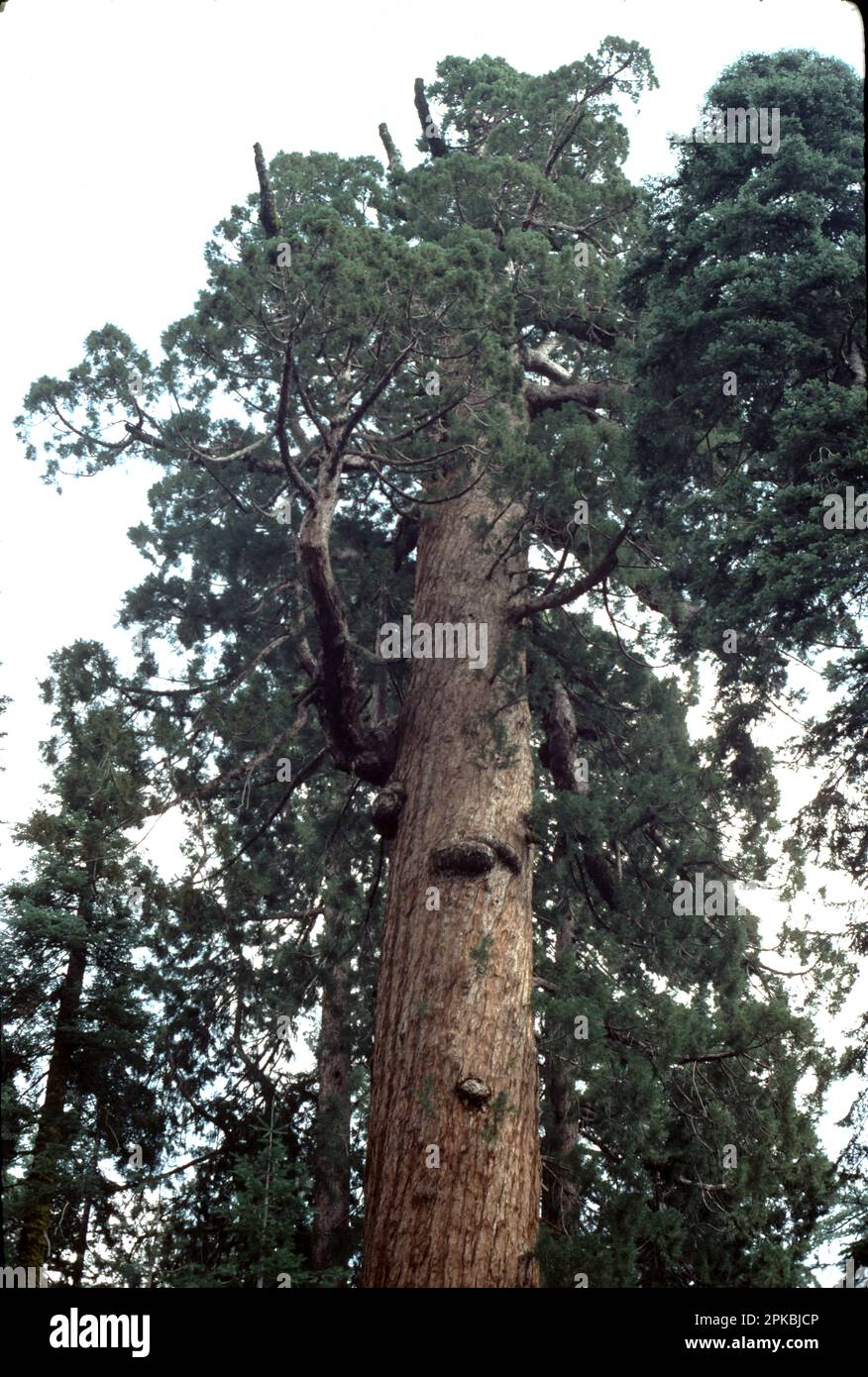 1200 2000 year old redwood trees hi-res stock photography and images ...