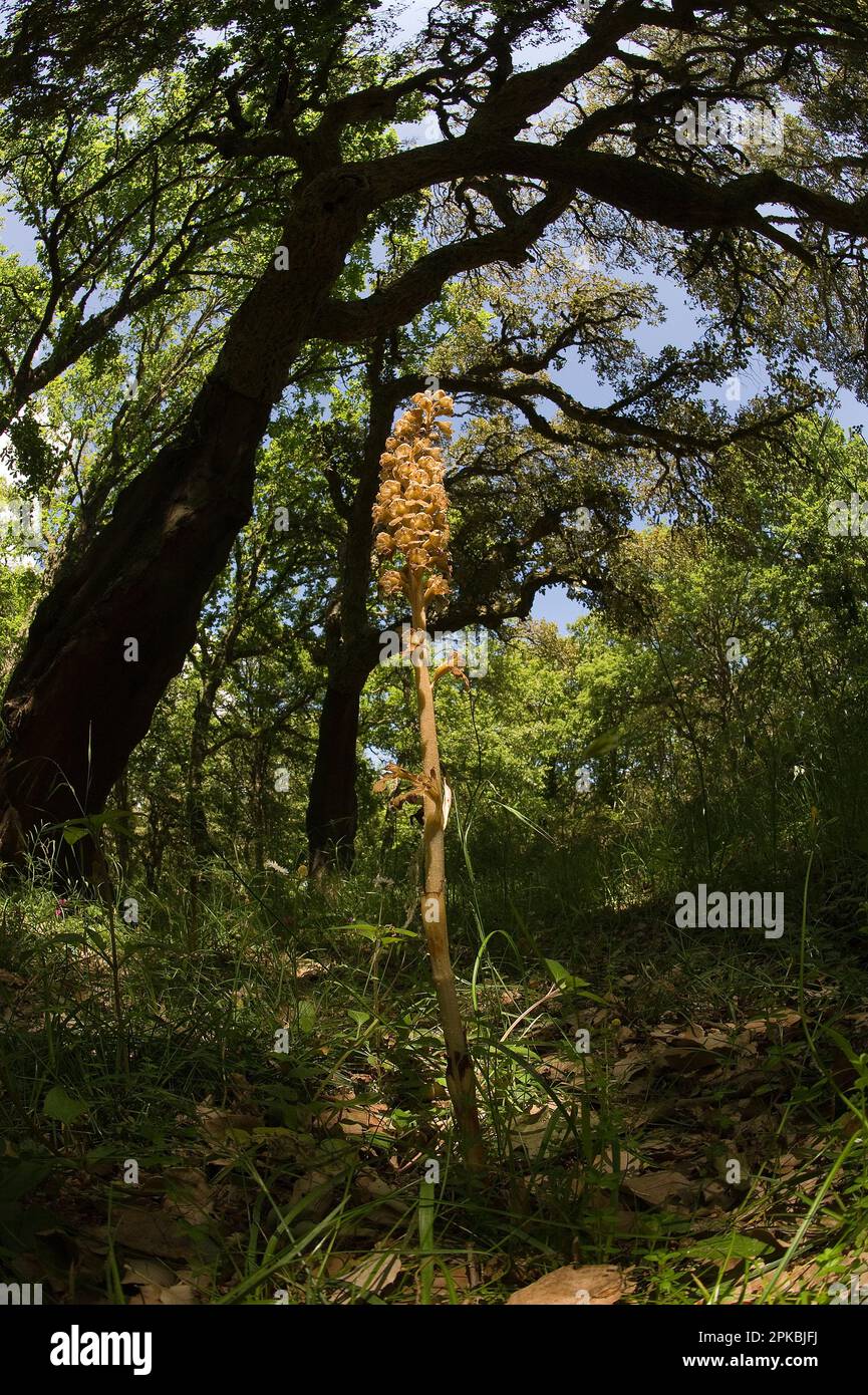 Orchidea, Neottia Nidus avis. San Leonardo. Borore. OR, Sardegna, Italy ...
