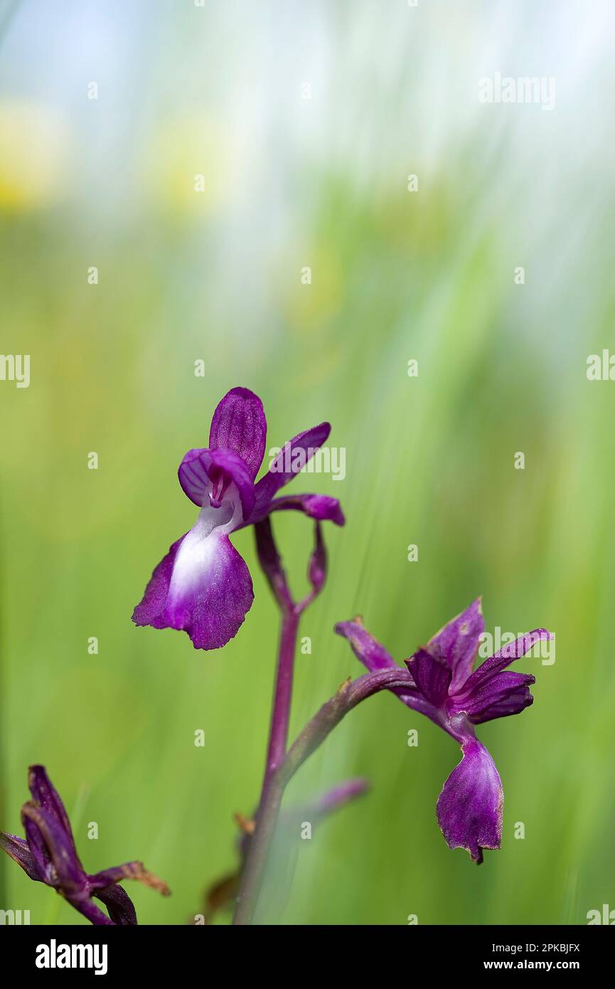 Campeda hi-res stock photography and images - Alamy