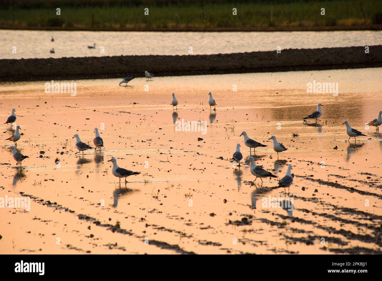 Gabbiani in un campo allagato. Oristano, Sardegna, Italia Stock Photo ...