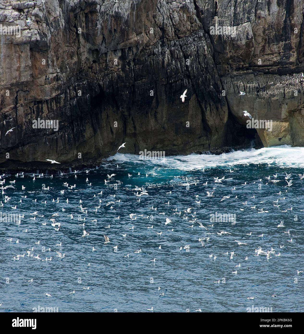 Cala Barca: Isola Piana e gabbiani reali (Larus cachinnans), Capo ...