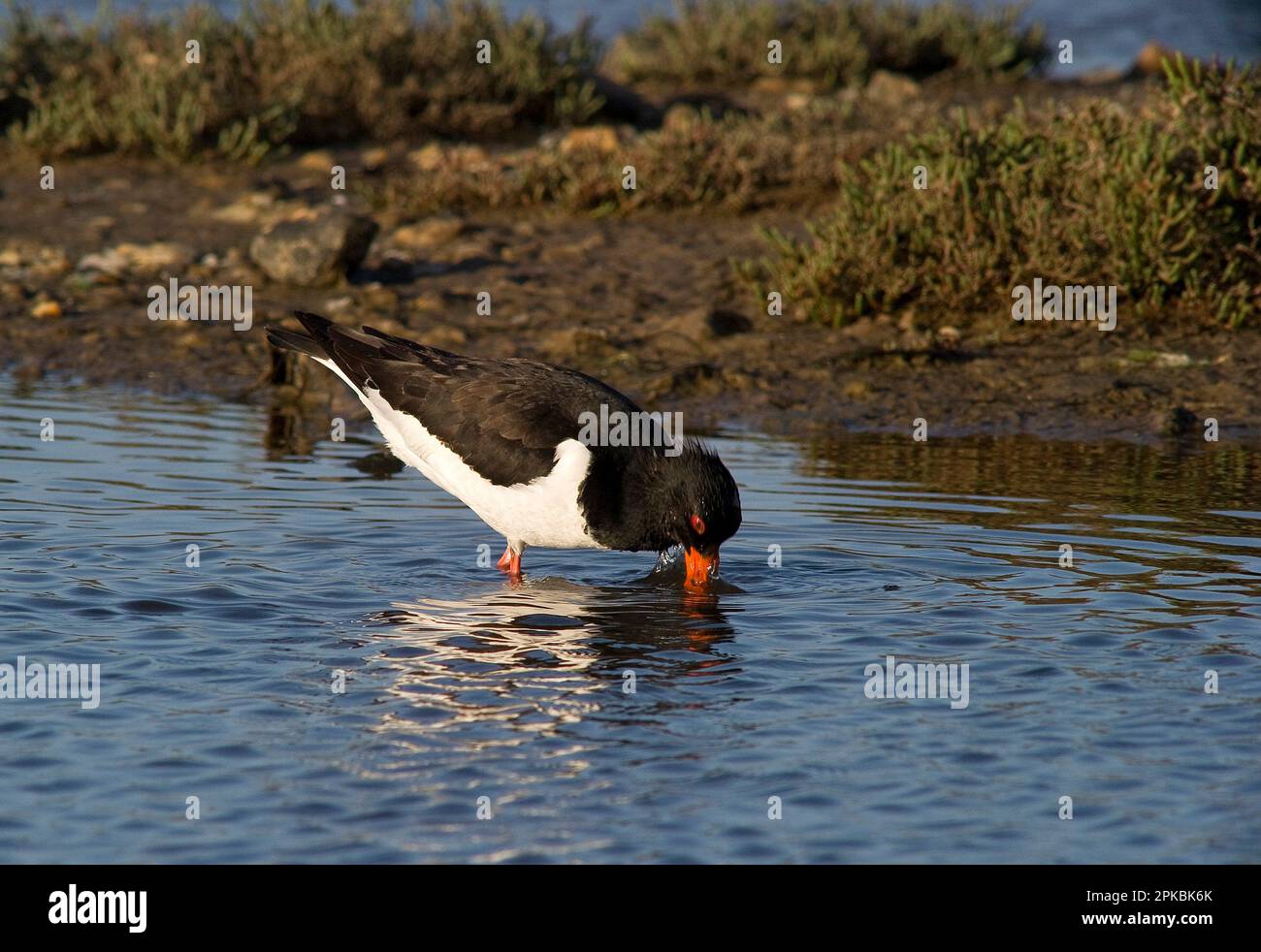 Ss mare hi-res stock photography and images - Alamy
