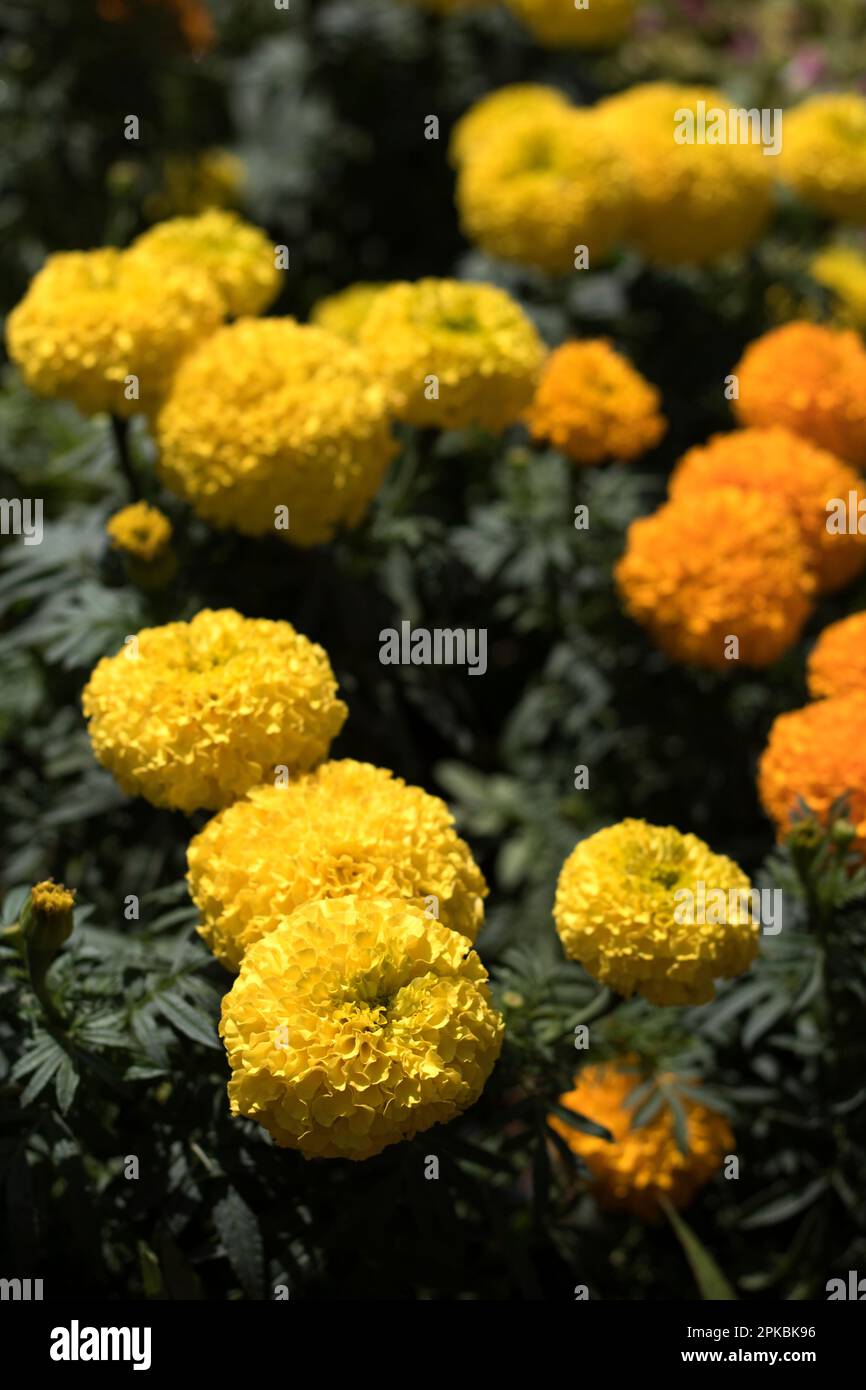 beauty of marigold flowers in the backyard Stock Photo - Alamy