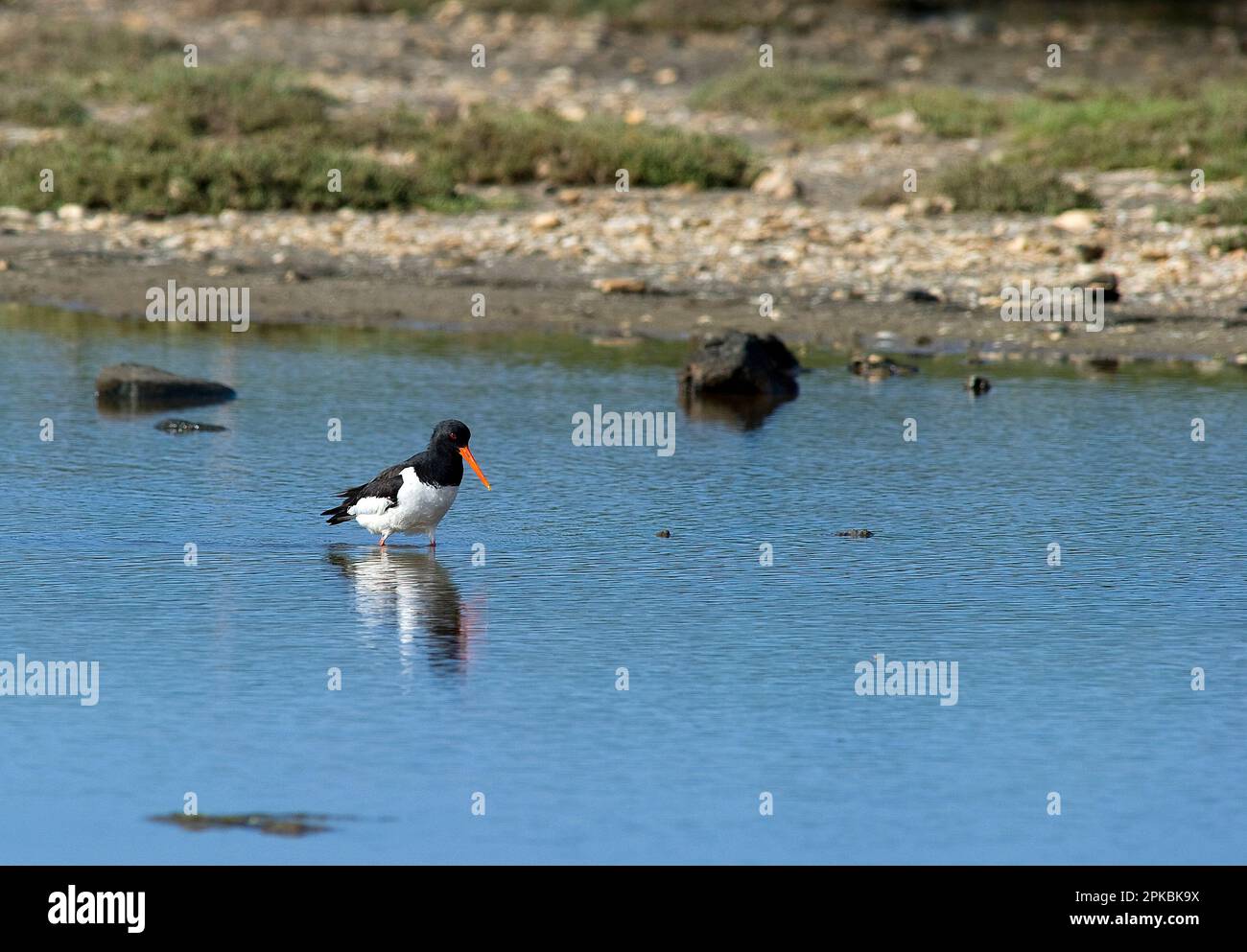Ss mare hi-res stock photography and images - Alamy