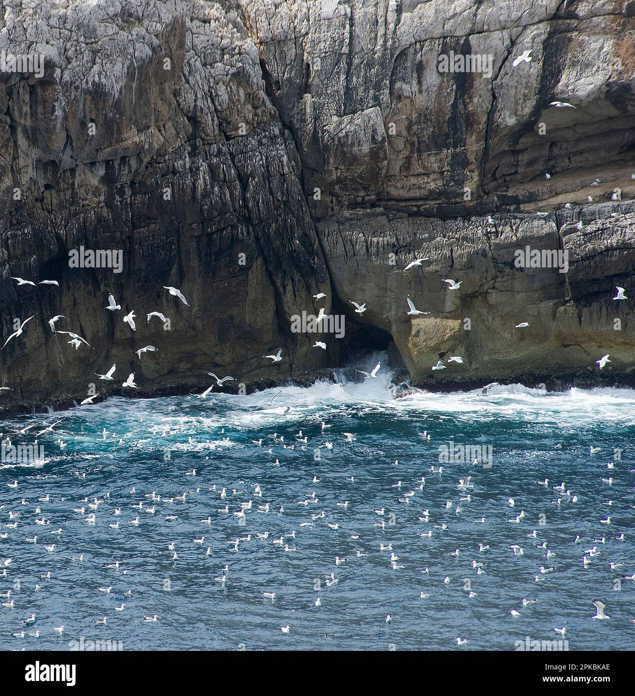 Cala Barca: Isola Piana e gabbiani reali (Larus cachinnans), Capo ...