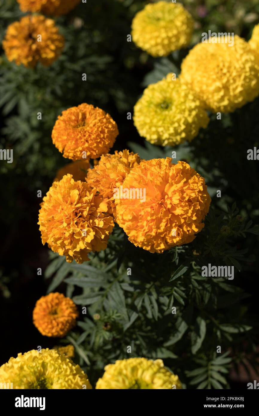 beauty of marigold flowers in the backyard Stock Photo - Alamy