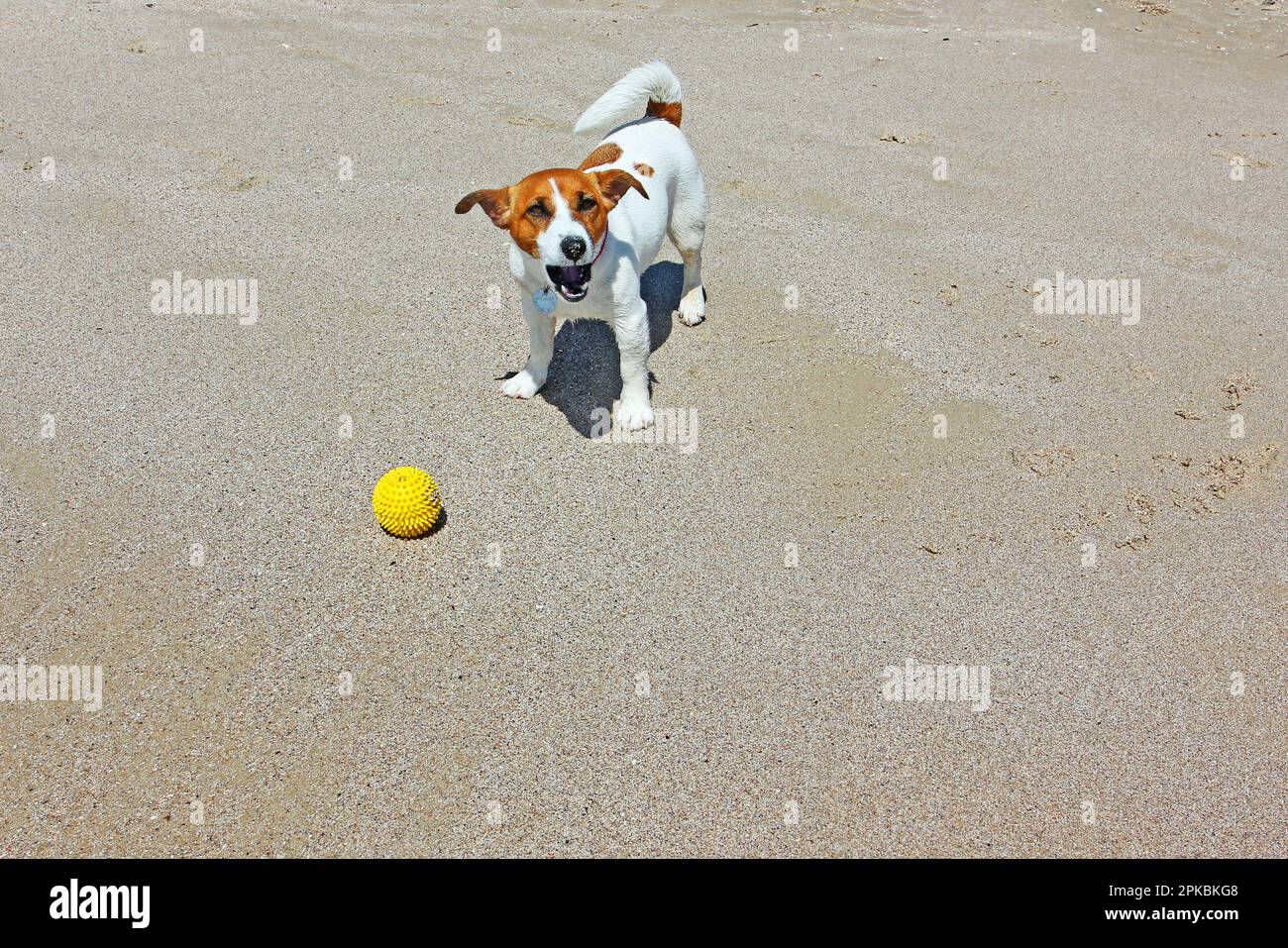 happy jack russell terrier barking to play ball with him on the beach ...