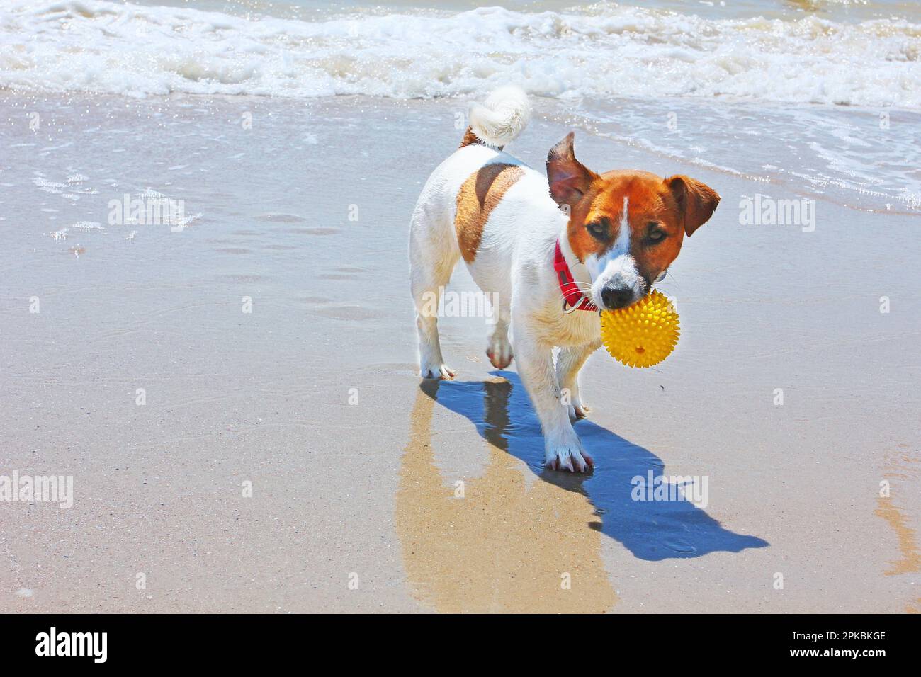 happy jack russell terrier carries in the mouth a ball that pulled out ...