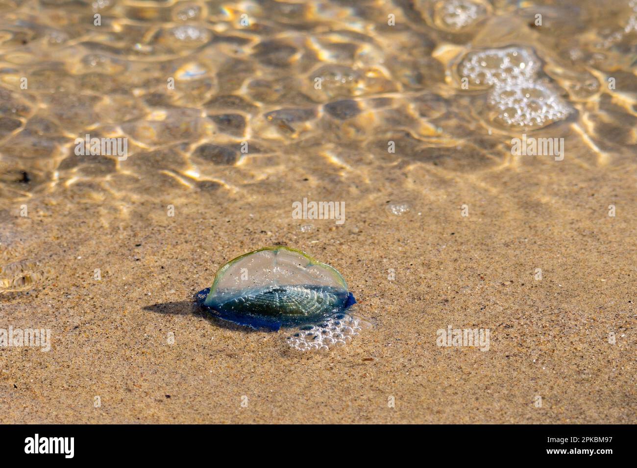 Velella velella, also known as by-the-wind-sailors, on the beach in ...