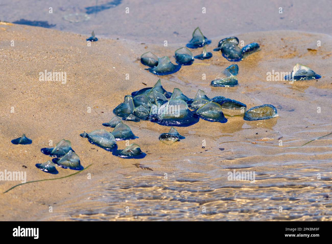 Velella velella, also known as by-the-wind-sailors, on the beach in ...