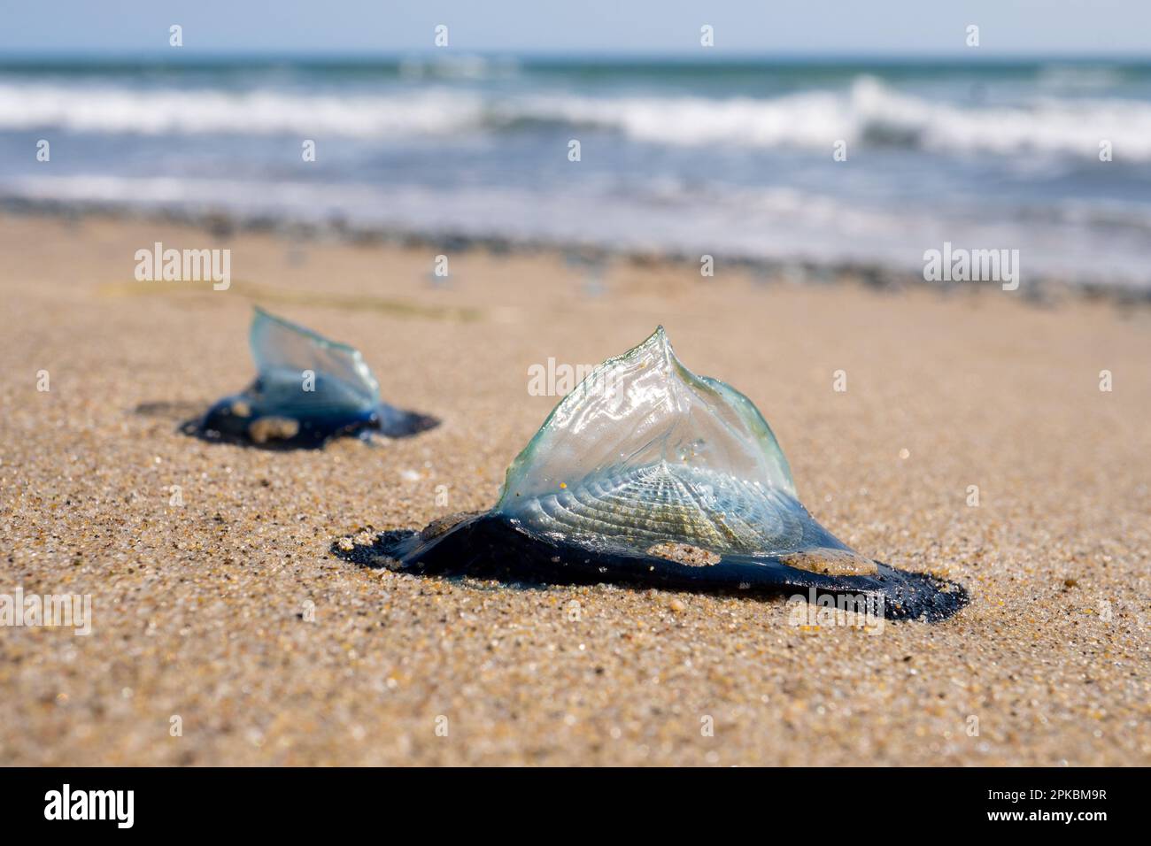 Velella velella, also known as by-the-wind-sailors, on the beach in ...