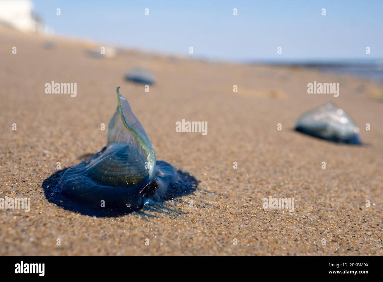Velella velella, also known as by-the-wind-sailors, on the beach in ...