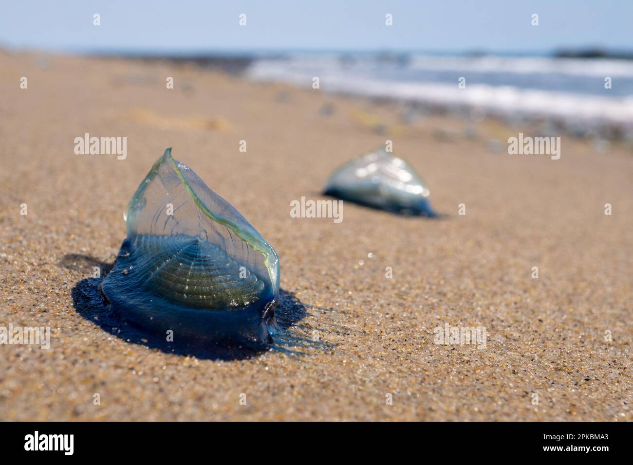 Velella velella, also known as by-the-wind-sailors, on the beach in ...