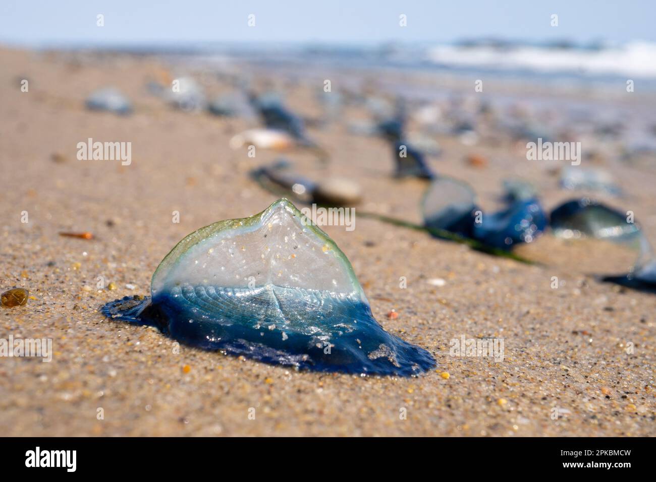 Velella velella, also known as by-the-wind-sailors, on the beach in ...