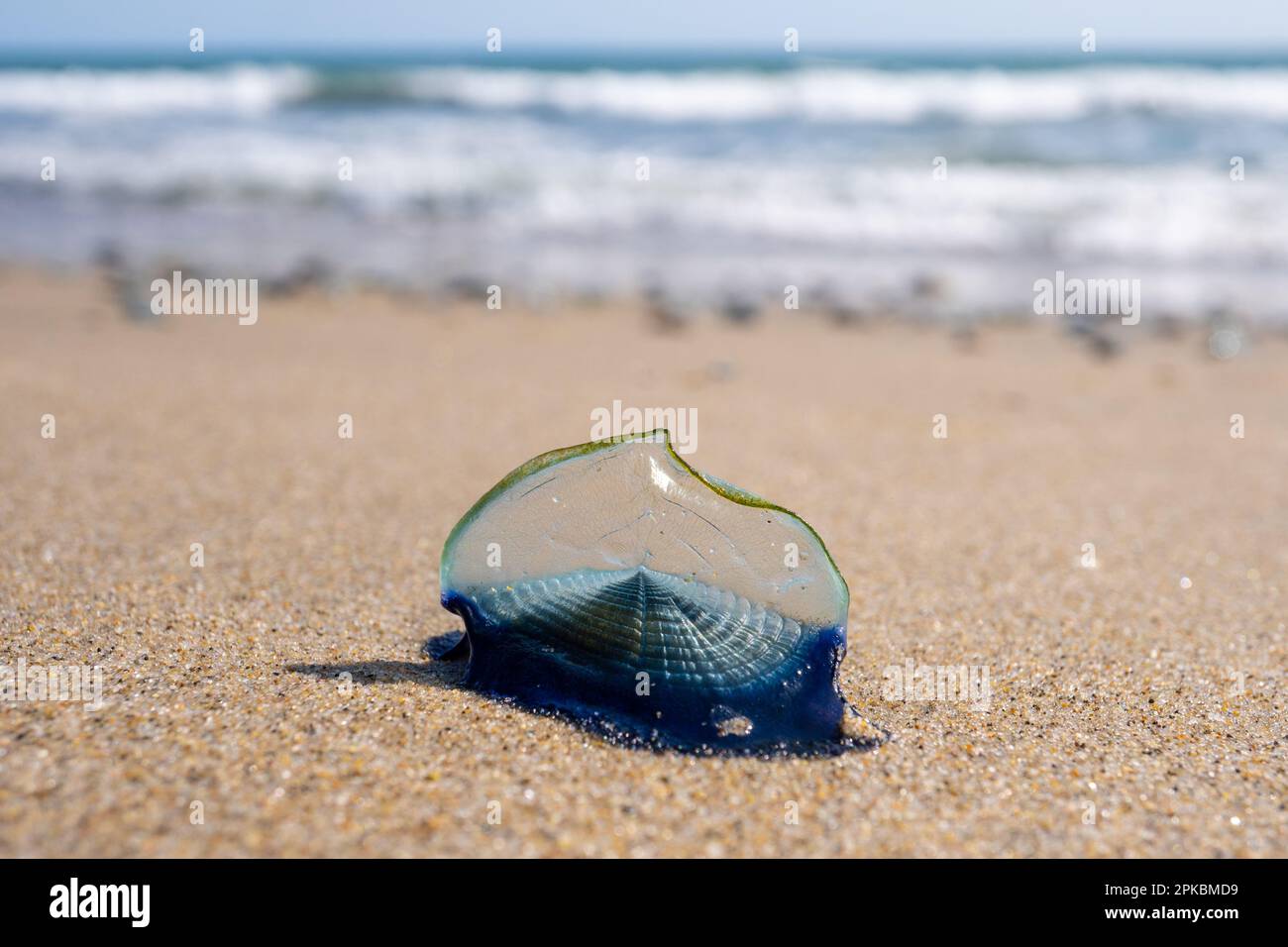 Velella velella, also known as by-the-wind-sailors, on the beach in ...