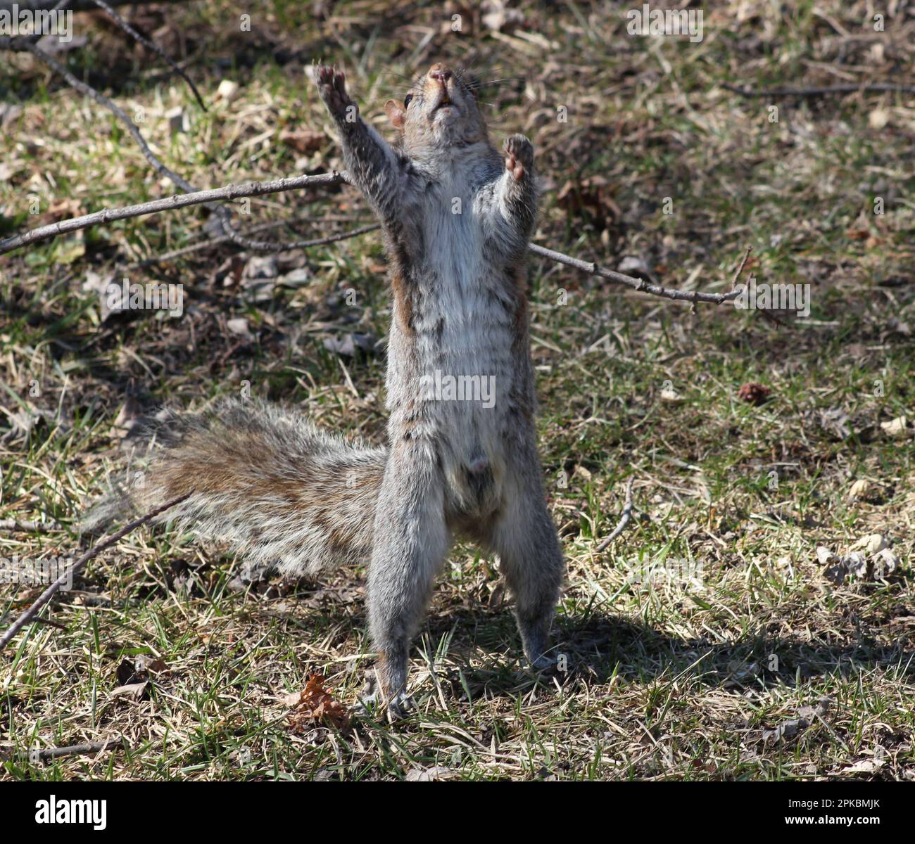 Backyard Eastern Grey squirrels Stock Photo - Alamy