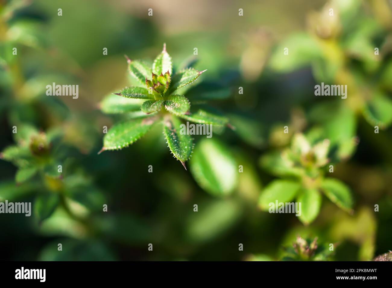 Galium aparine cleavers, catchweed, stickyweed, robin-run-the-hedge ...