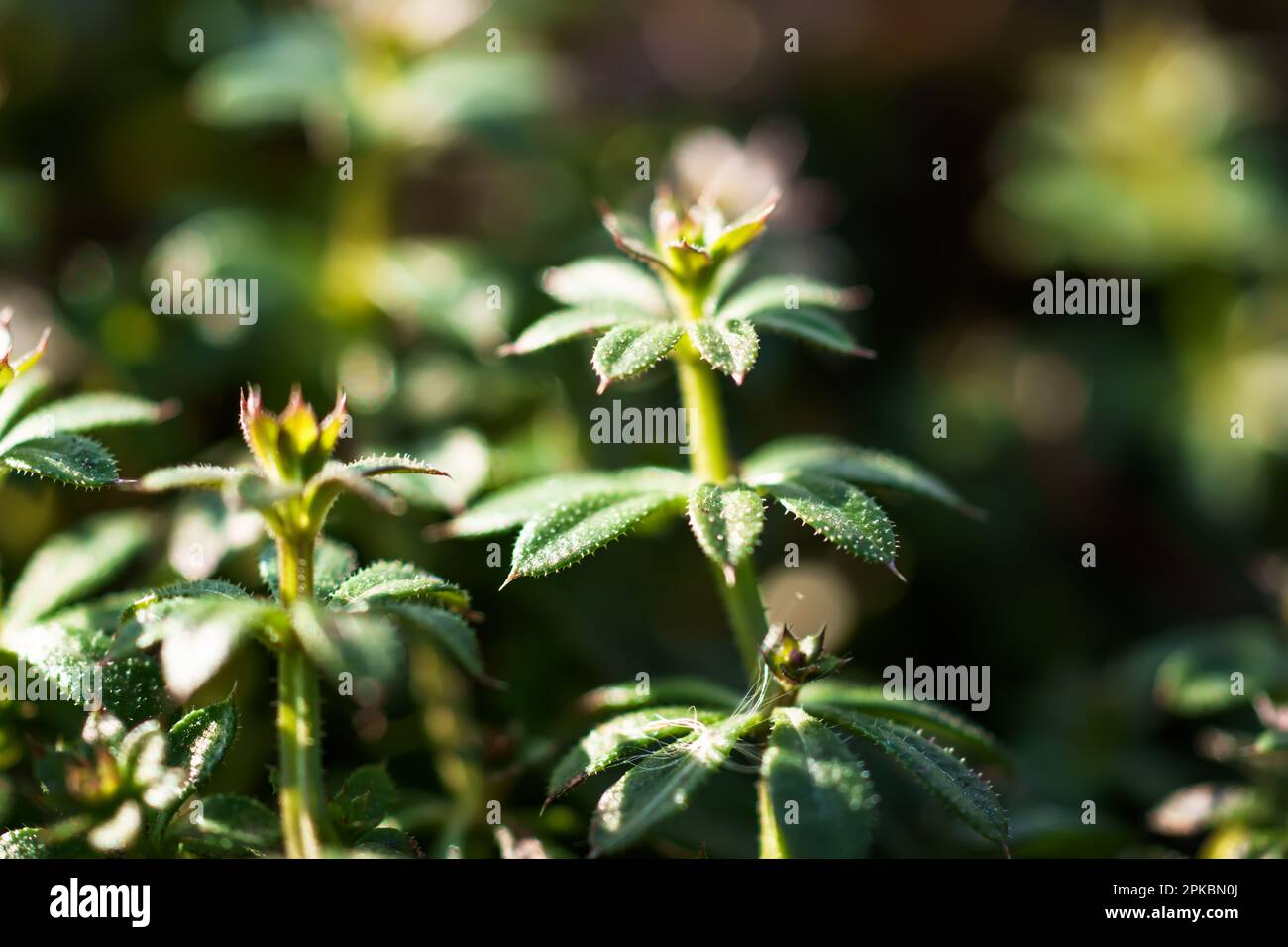 Edible annual grass hi-res stock photography and images - Alamy