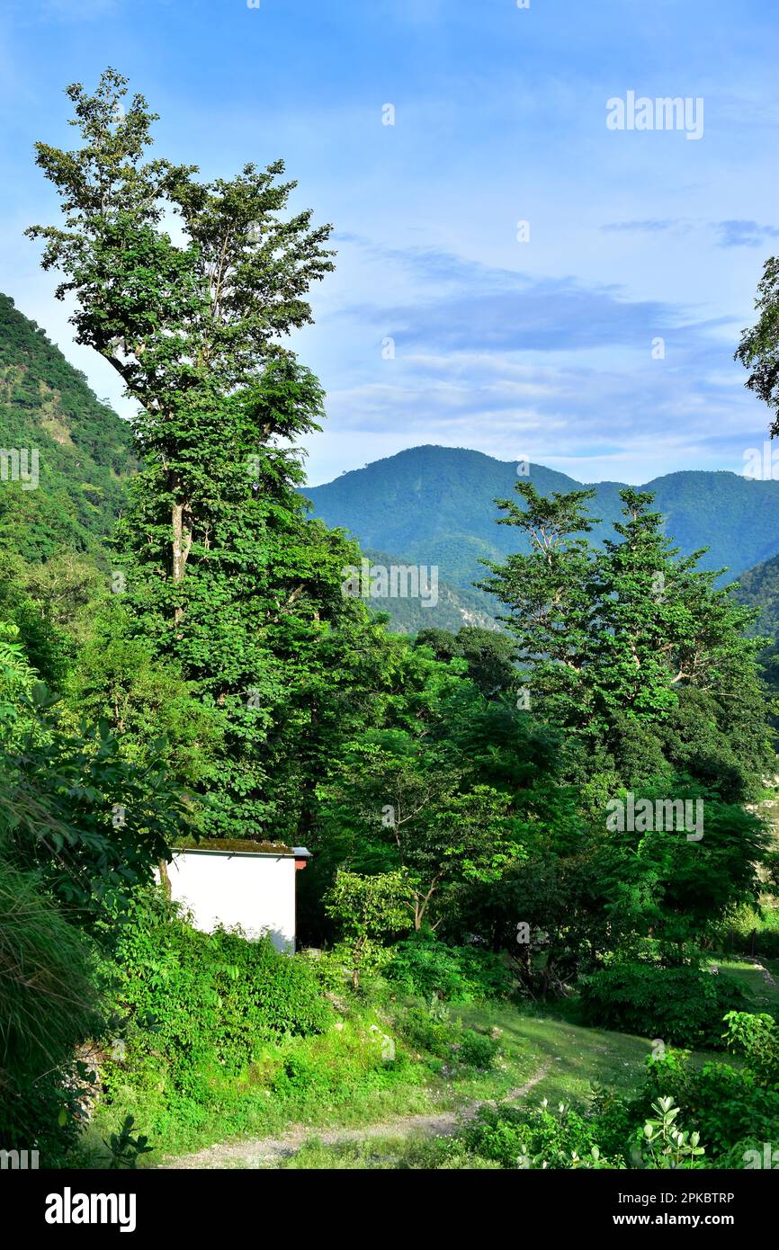 Vertical view of mountain and sky view at forest Stock Photo - Alamy