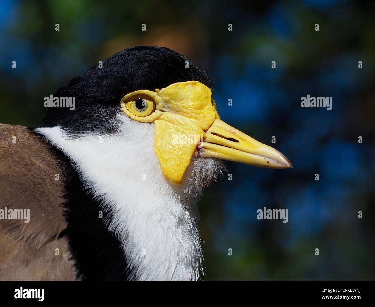 Large yellow wattles hi-res stock photography and images - Alamy