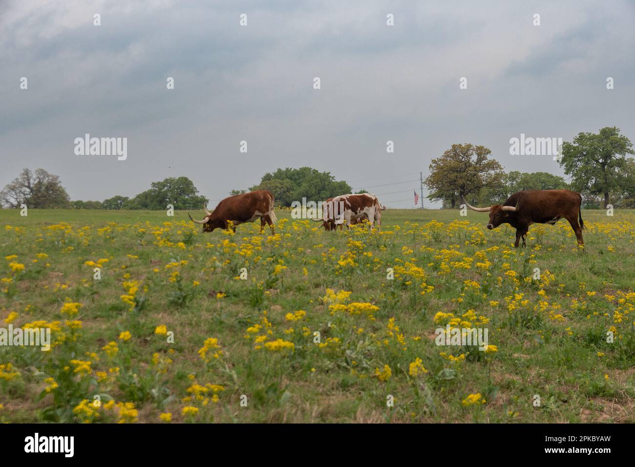 Cow eating orange flowers hi-res stock photography and images - Alamy