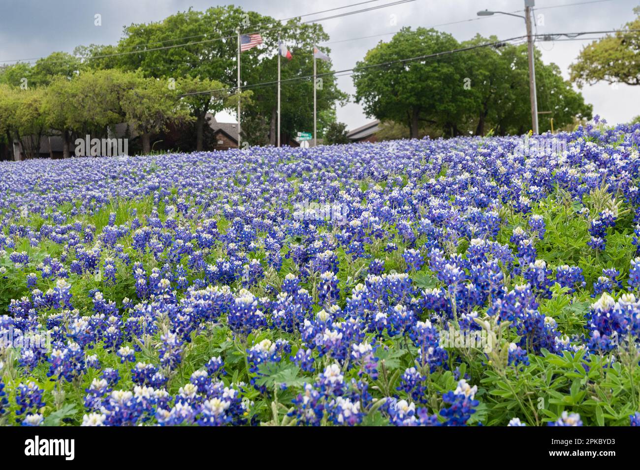 A field of beautiful Bluebonnet flowers blooming beside a road with an ...