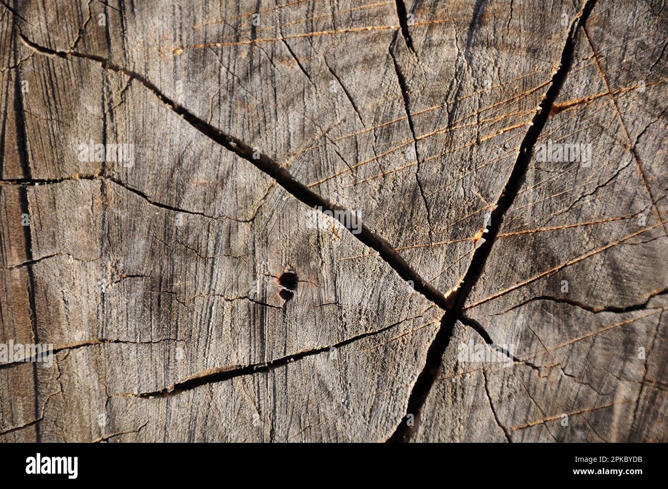 Details of the internal rings of a log of firewood Stock Photo - Alamy