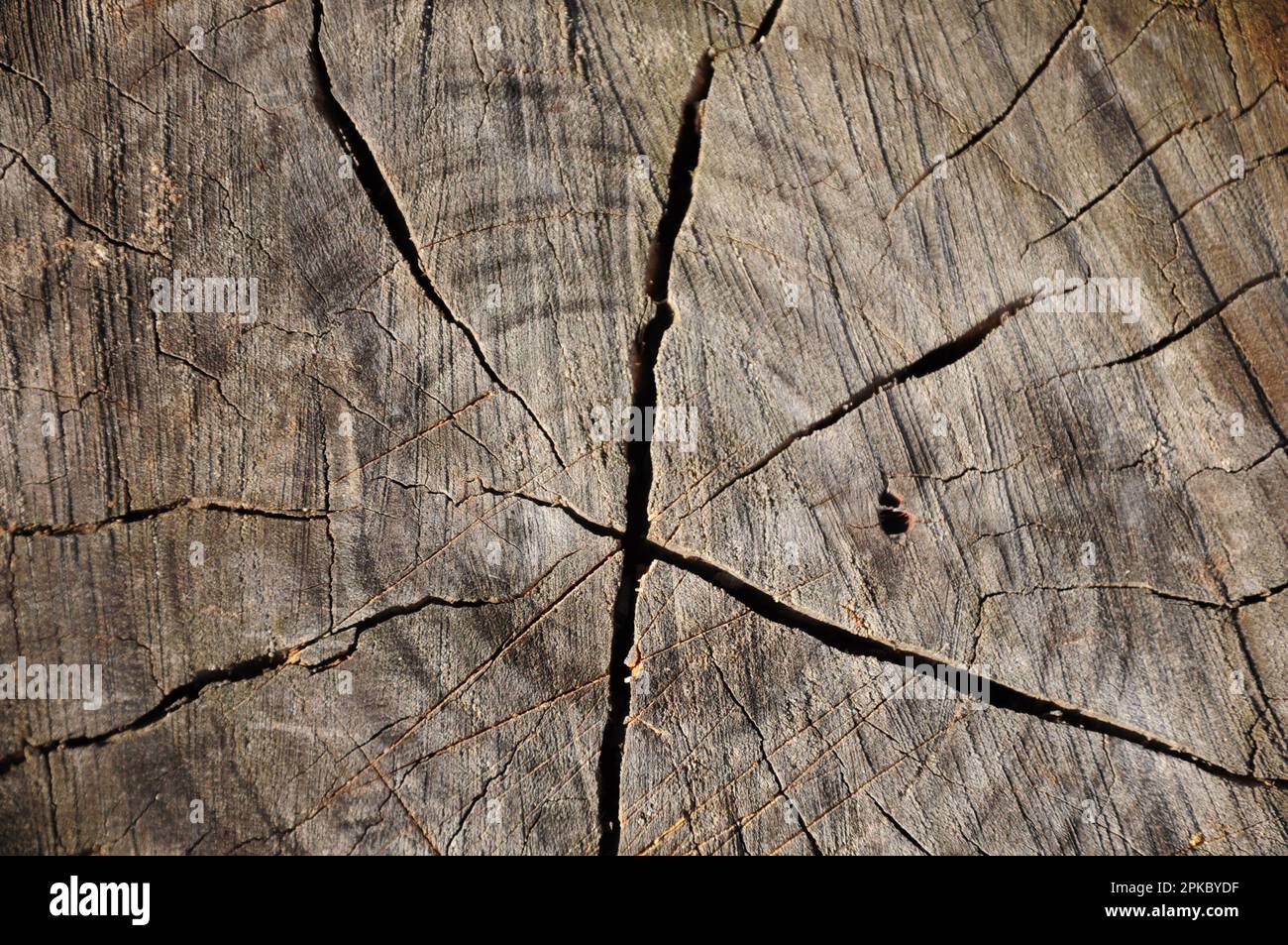 Details of the internal rings of a log of firewood Stock Photo - Alamy