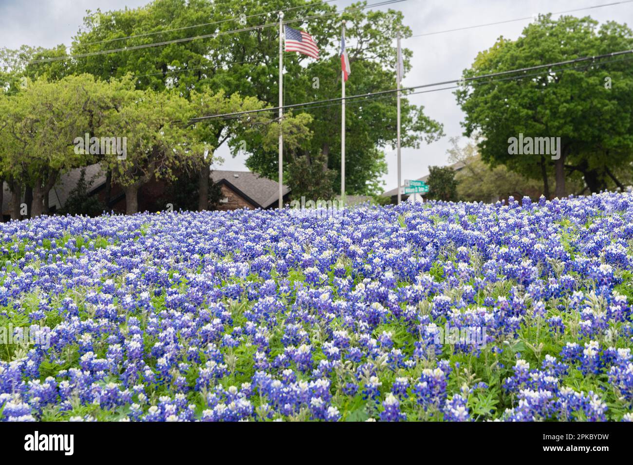 A field of beautiful Bluebonnet flowers blooming beside a road with an ...