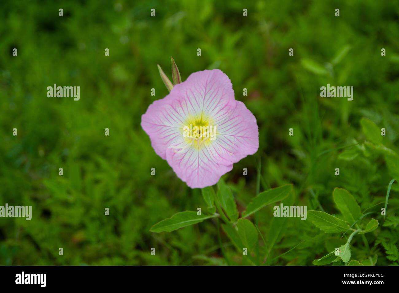 Closeup of a delicate, pink Buttercup flower in bloom with a ...