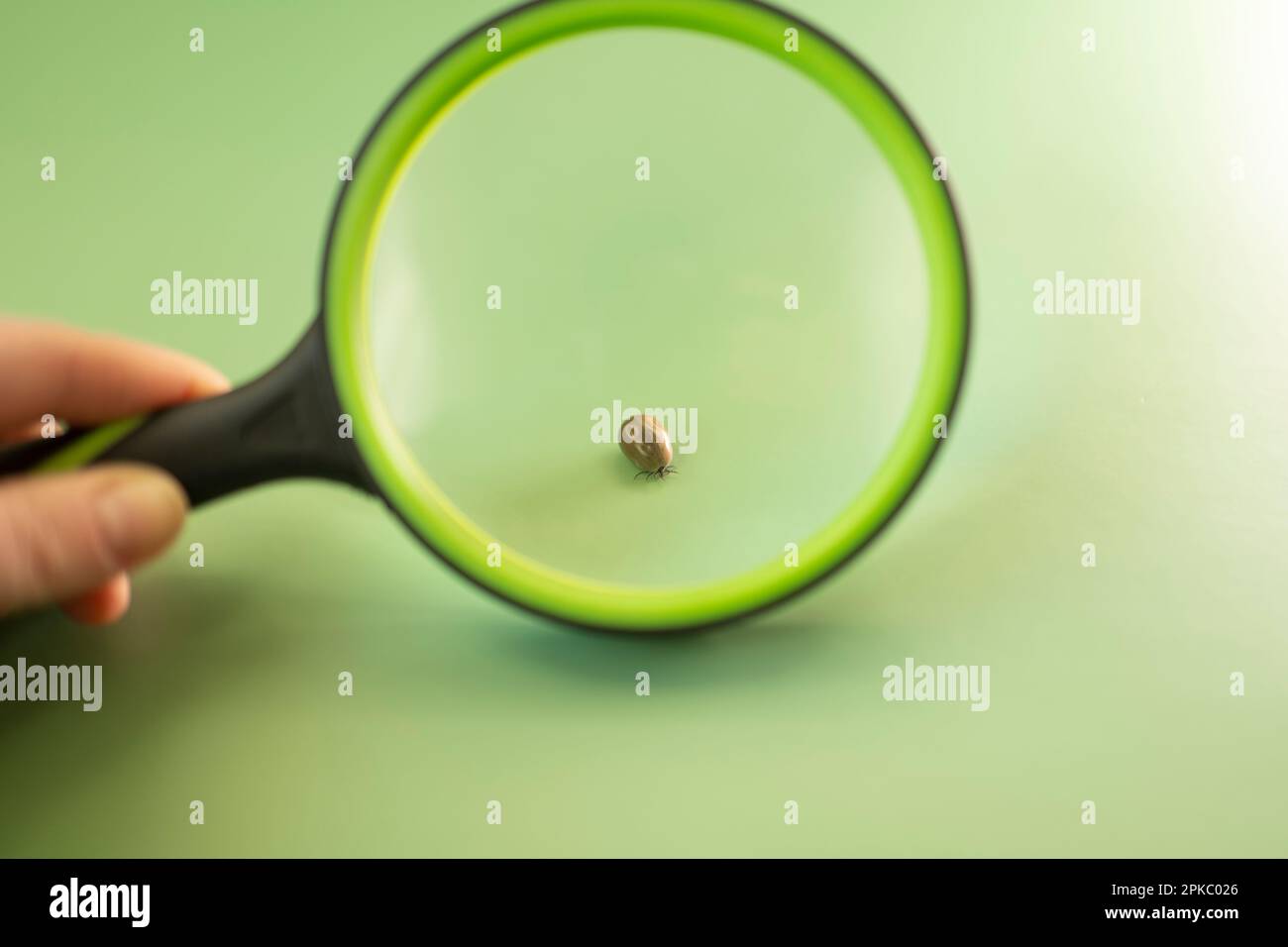 Tick macro under a magnifying glass on a green background.Bloodsucking ...