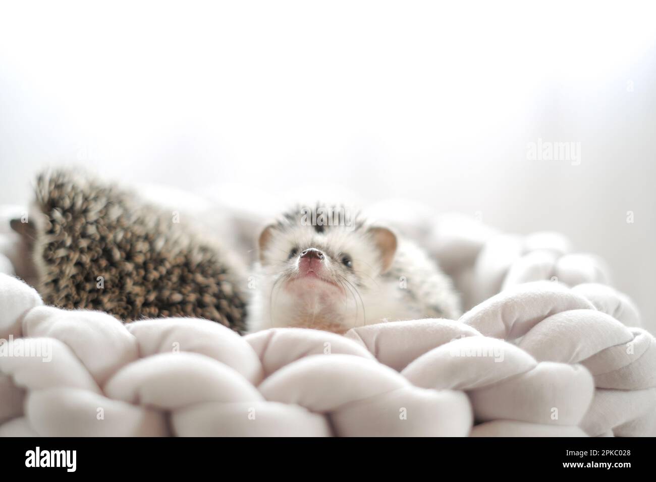 cute hedgehogs in a wicker nest.prickly pet. Hedgehog in a gray wicker ...