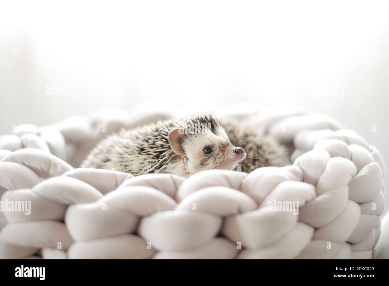 prickly pets. pair of funny cute hedgehogs in a wicker nest. Hedgehog ...