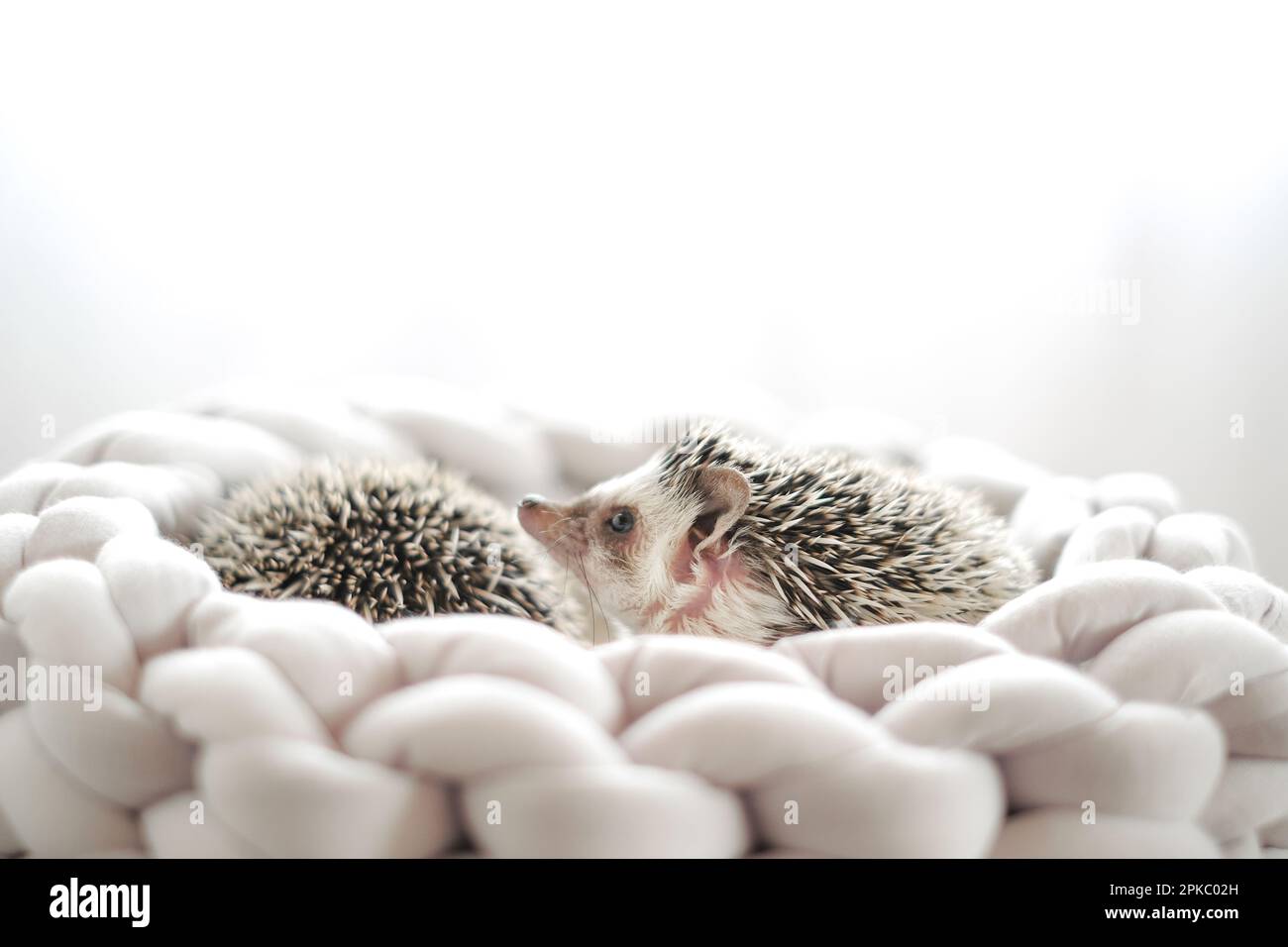 pair of hedgehogs in a wicker nest.prickly pet. Hedgehog in a gray ...