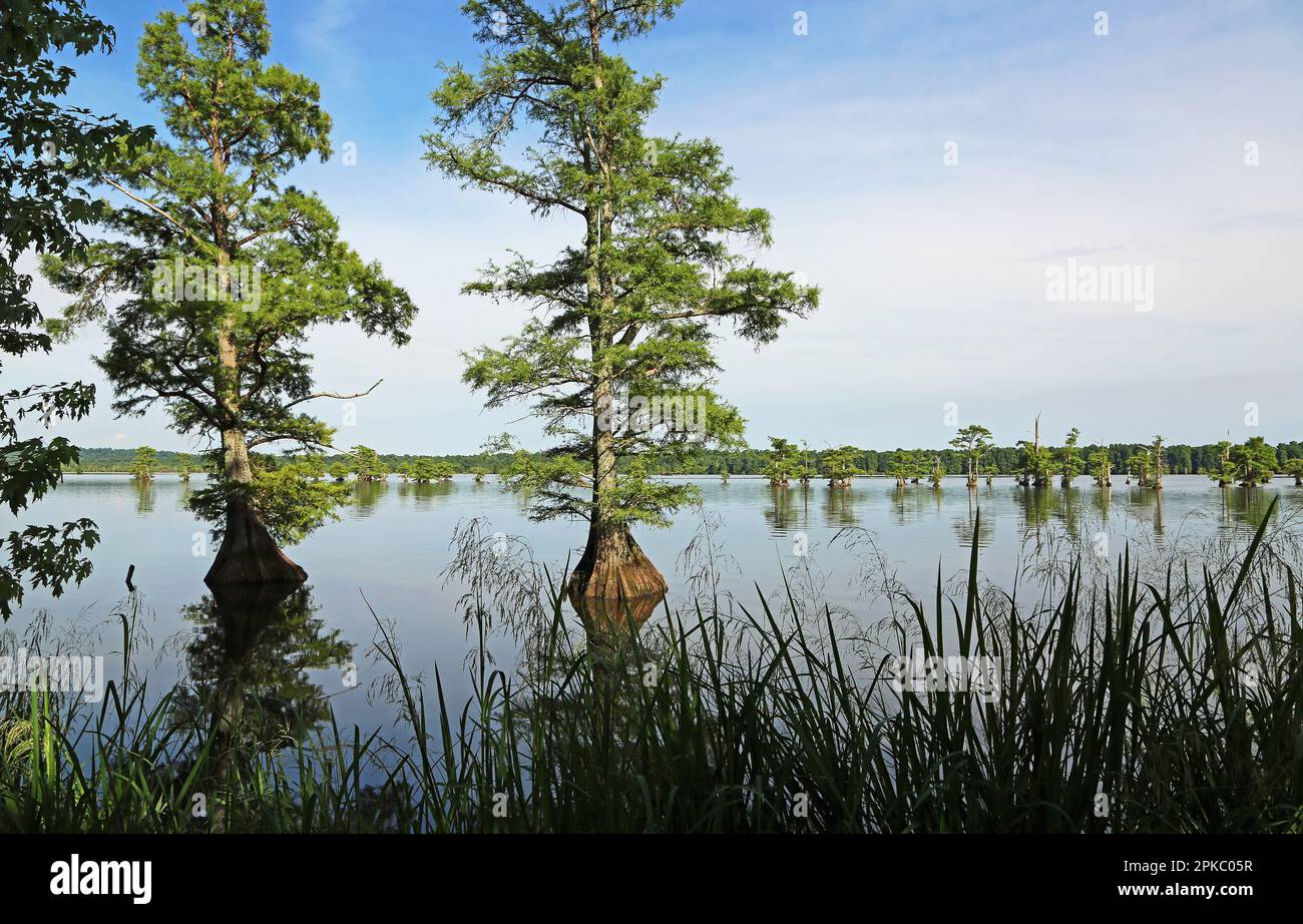 Cypress tree - Reelfoot Lake State Park, Tennessee Stock Photo - Alamy