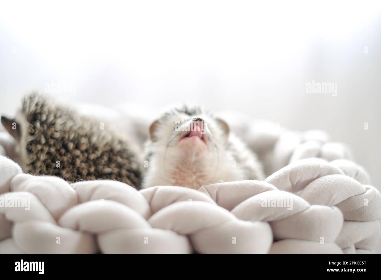 African pygmy hedgehog. pair of funny cute hedgehogs in a wicker nest ...