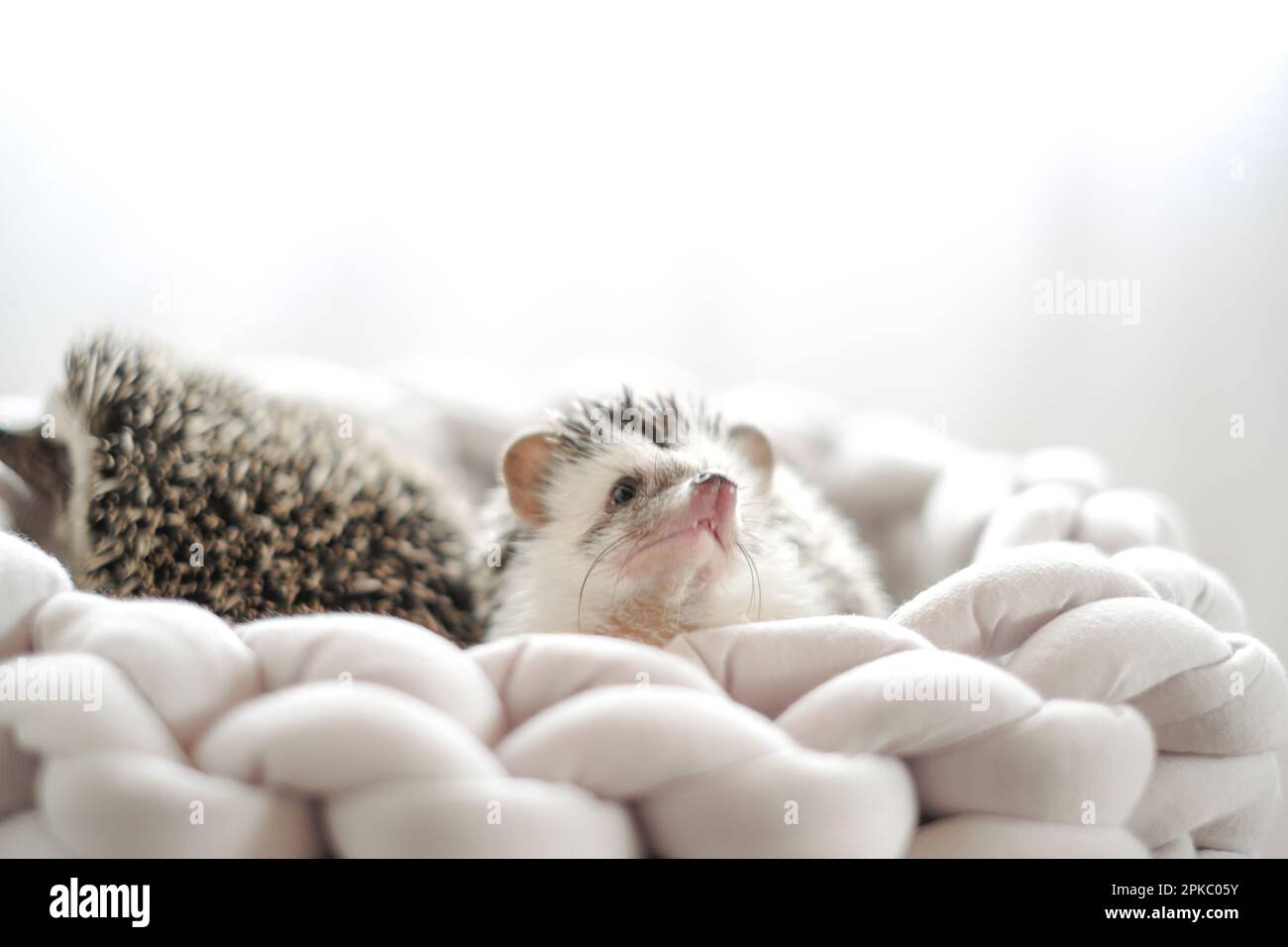 African pygmy hedgehog. pair of cute hedgehogs in a wicker nest.prickly ...