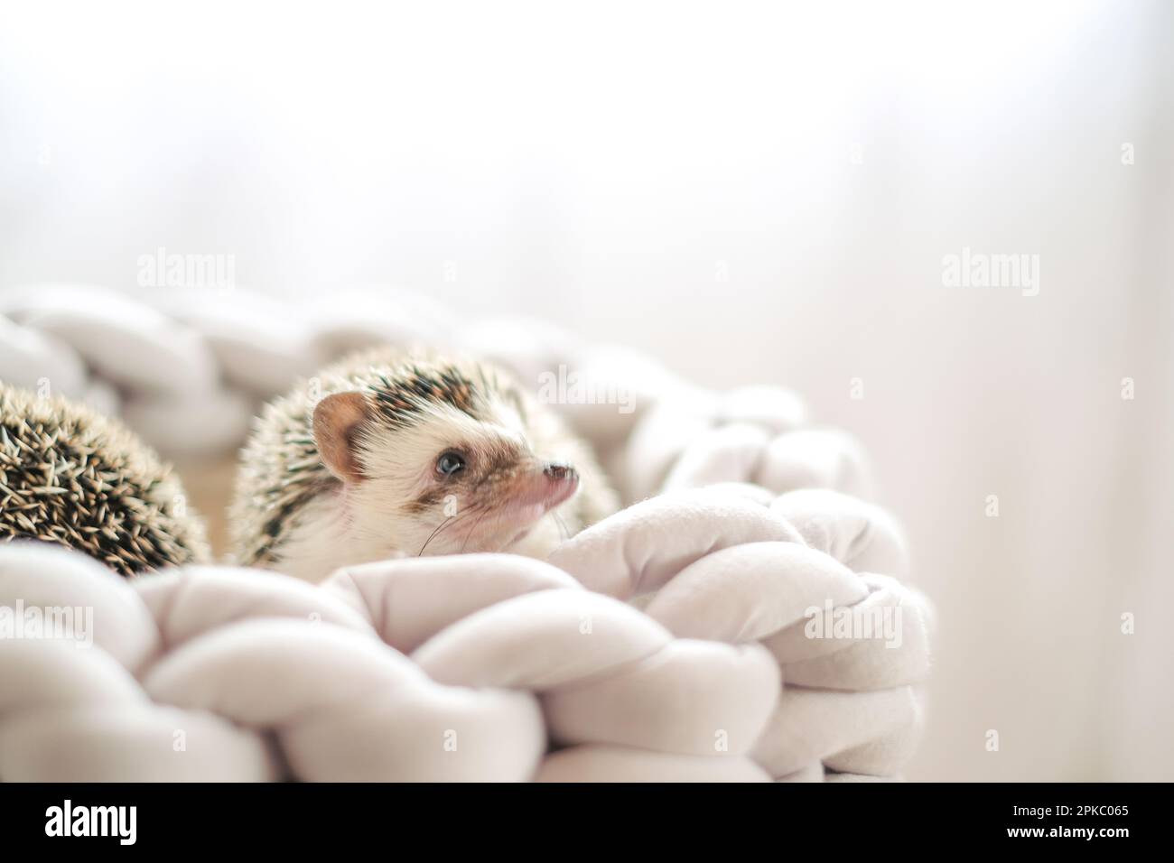 pair of funny hedgehogs in a wicker nest.prickly pet. Hedgehog in a ...