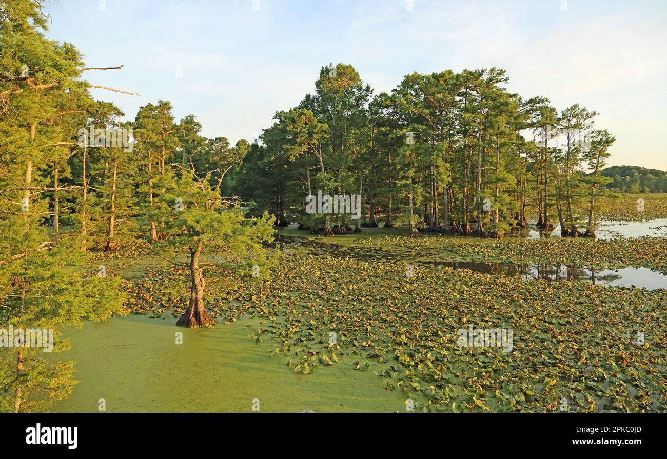 Vegetation on Reelfoot Lake State Park, Tennessee Stock Photo - Alamy