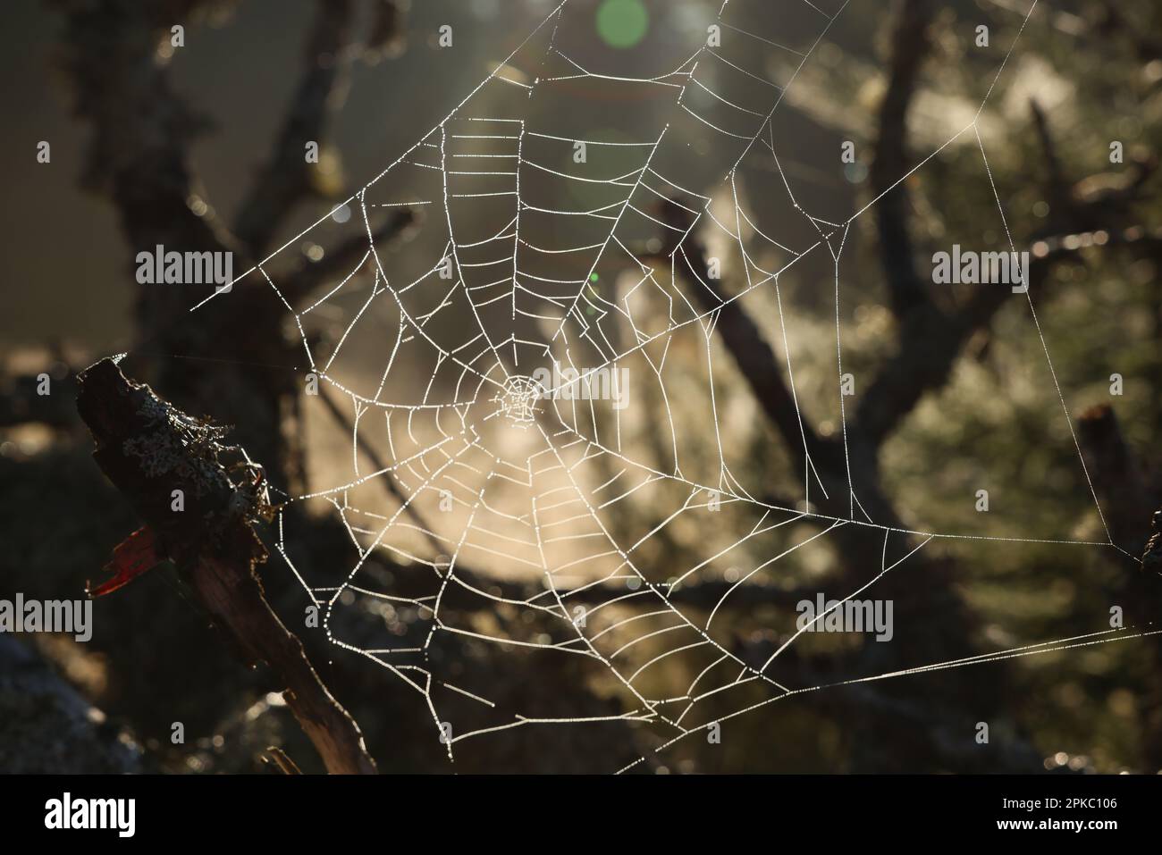 Empty spider web tree hi-res stock photography and images - Alamy