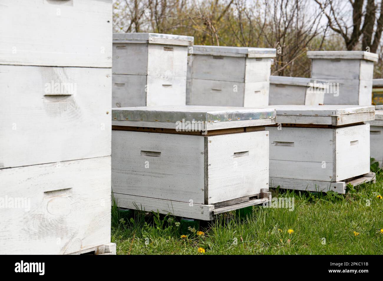 Many white bee hives at apiary outdoors Stock Photo - Alamy