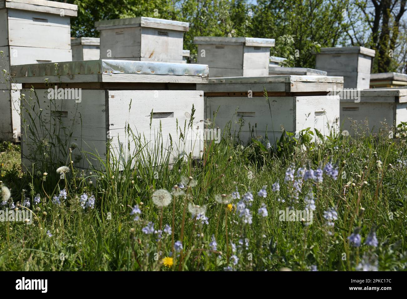 Many white bee hives at apiary on spring day Stock Photo - Alamy