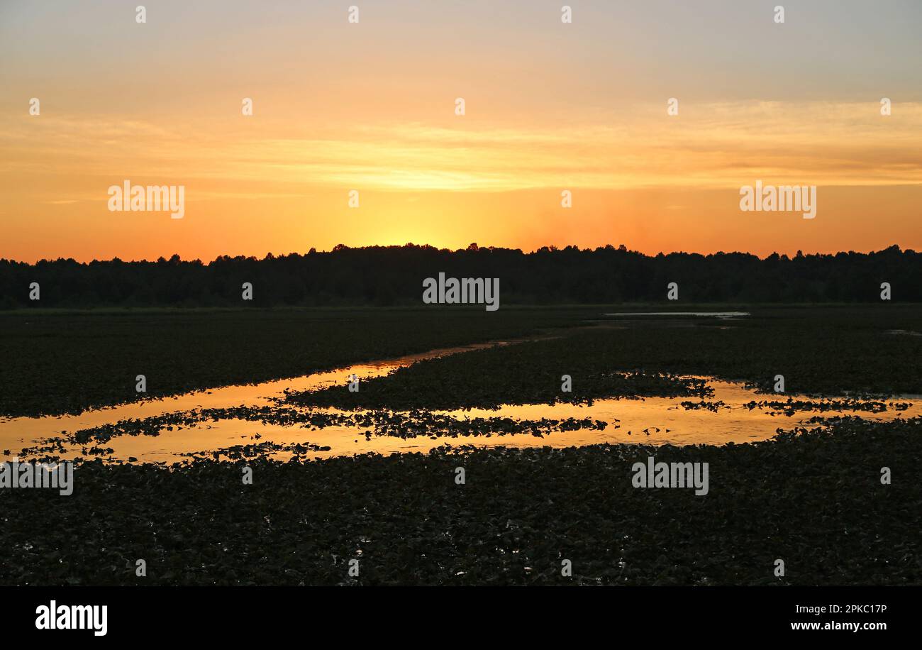 Sunset on Reelfoot Lake, Tennessee Stock Photo - Alamy